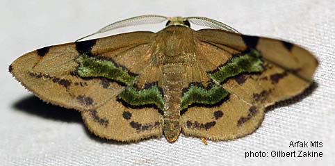 Papua Insects Foundation (Lepidoptera/Geometridae(Ennominae)/Capasa ...